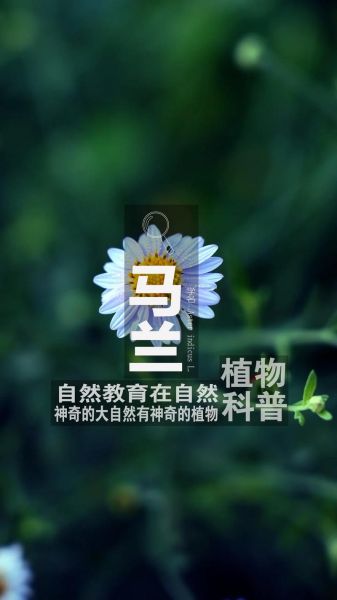 马兰花故事寓意是什么_马兰花传说起源-第3张图片-山城妙识 马兰花故事寓意是什么_马兰花传说起源-第3张图片-山城妙识