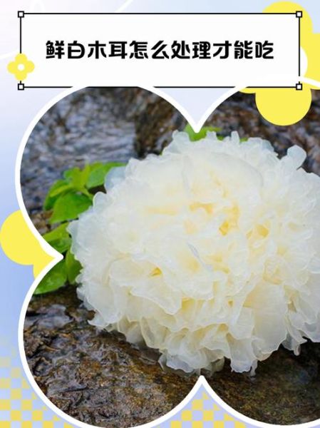 鲜白木耳怎么泡发_鲜白木耳的做法大全-第1张图片-山城妙识 鲜白木耳怎么泡发_鲜白木耳的做法大全-第1张图片-山城妙识