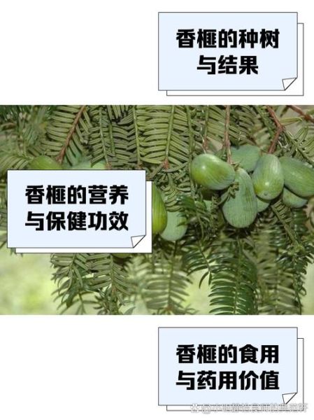 香榧果多少钱一斤_香榧价格为什么这么贵-第2张图片-山城妙识 香榧果多少钱一斤_香榧价格为什么这么贵-第2张图片-山城妙识