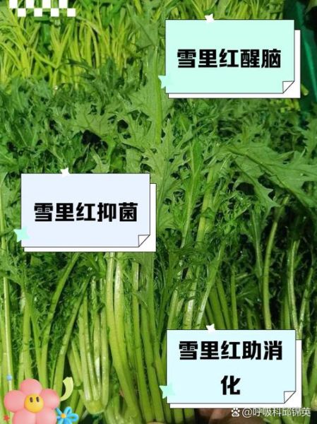 雪里红什么时候种植_雪里红什么时候收-第1张图片-山城妙识 雪里红什么时候种植_雪里红什么时候收-第1张图片-山城妙识