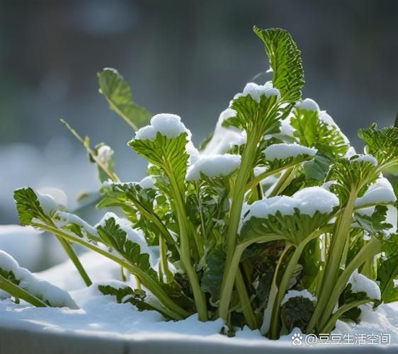 雪里红什么时候种植_雪里红什么时候收-第3张图片-山城妙识 雪里红什么时候种植_雪里红什么时候收-第3张图片-山城妙识