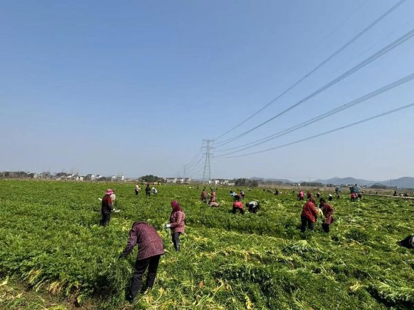 雪里红什么时候种植_雪里红什么时候收-第2张图片-山城妙识 雪里红什么时候种植_雪里红什么时候收-第2张图片-山城妙识