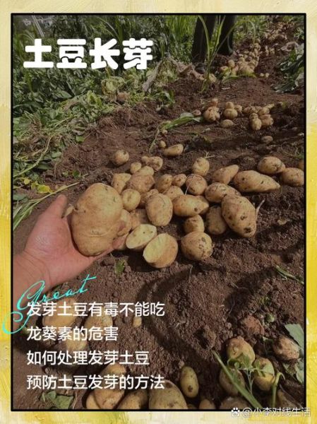 土豆不能和什么一起吃_发芽土豆中毒怎么办-第3张图片-山城妙识 土豆不能和什么一起吃_发芽土豆中毒怎么办-第3张图片-山城妙识