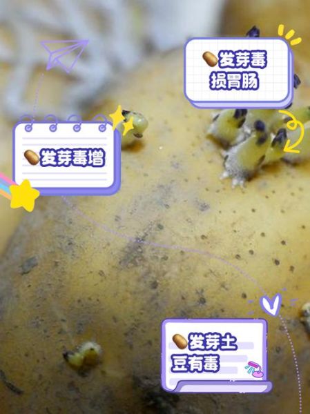 土豆不能和什么一起吃_发芽土豆中毒怎么办-第2张图片-山城妙识 土豆不能和什么一起吃_发芽土豆中毒怎么办-第2张图片-山城妙识