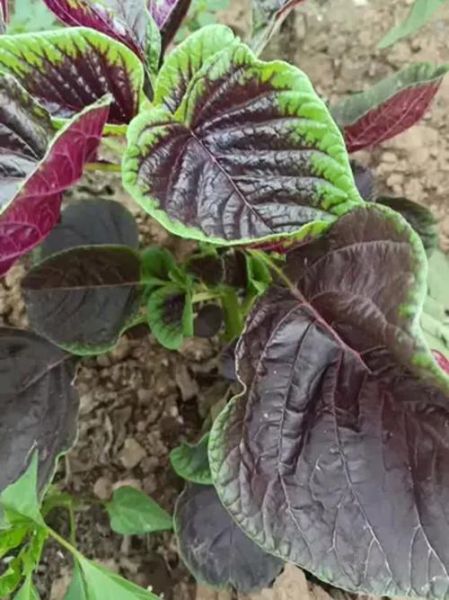 苋菜红和辣椒红哪个更安全_天然色素如何辨别真假-第3张图片-山城妙识 苋菜红和辣椒红哪个更安全_天然色素如何辨别真假-第3张图片-山城妙识