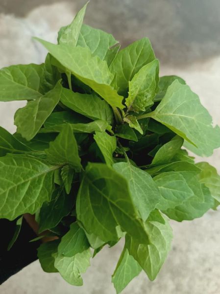 野菜白花菜能吃吗_白花菜图片识别方法-第1张图片-山城妙识 野菜白花菜能吃吗_白花菜图片识别方法-第1张图片-山城妙识