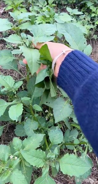 野菜白花菜能吃吗_白花菜图片识别方法-第3张图片-山城妙识 野菜白花菜能吃吗_白花菜图片识别方法-第3张图片-山城妙识