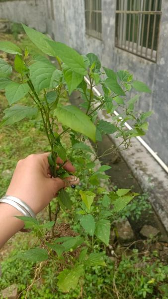 野菜白花菜能吃吗_白花菜图片识别方法-第2张图片-山城妙识 野菜白花菜能吃吗_白花菜图片识别方法-第2张图片-山城妙识