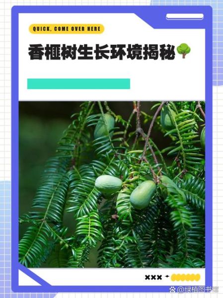香榧树适合种在哪里_香榧树种植条件有哪些-第1张图片-山城妙识 香榧树适合种在哪里_香榧树种植条件有哪些-第1张图片-山城妙识