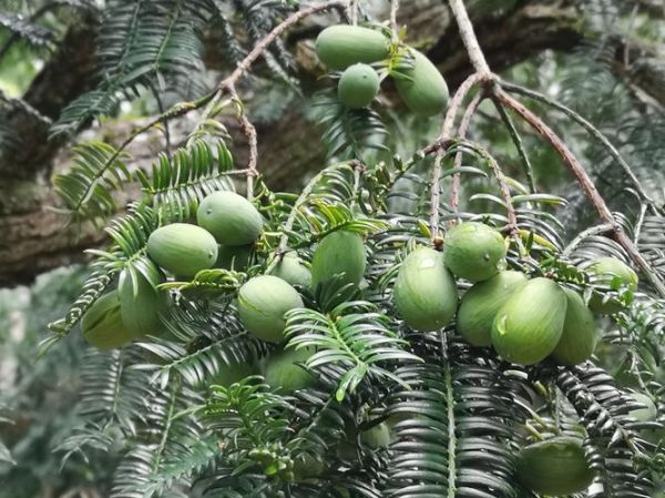 香榧树适合种在哪里_香榧树种植条件有哪些-第3张图片-山城妙识 香榧树适合种在哪里_香榧树种植条件有哪些-第3张图片-山城妙识