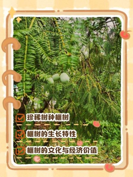 香榧树适合种在哪里_香榧树种植条件有哪些-第2张图片-山城妙识 香榧树适合种在哪里_香榧树种植条件有哪些-第2张图片-山城妙识