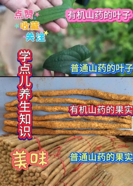 野山药叶子长什么样_野山药叶子图片怎么识别-第1张图片-山城妙识 野山药叶子长什么样_野山药叶子图片怎么识别-第1张图片-山城妙识