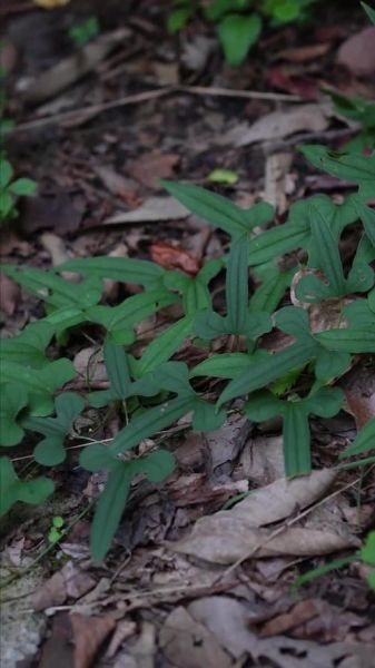 野山药叶子长什么样_野山药叶子图片怎么识别-第2张图片-山城妙识 野山药叶子长什么样_野山药叶子图片怎么识别-第2张图片-山城妙识
