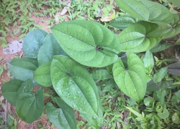 野山药叶子长什么样_野山药叶子图片怎么识别-第3张图片-山城妙识 野山药叶子长什么样_野山药叶子图片怎么识别-第3张图片-山城妙识