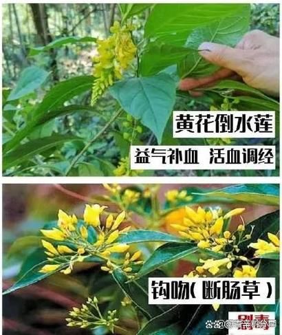 断肠草是什么_断肠草中毒怎么办-第1张图片-山城妙识 断肠草是什么_断肠草中毒怎么办-第1张图片-山城妙识