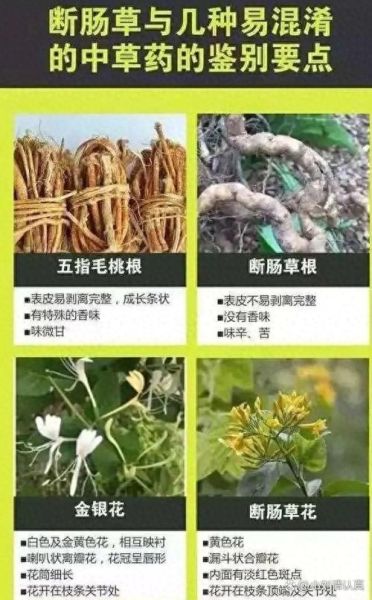 断肠草是什么_断肠草中毒怎么办-第3张图片-山城妙识 断肠草是什么_断肠草中毒怎么办-第3张图片-山城妙识
