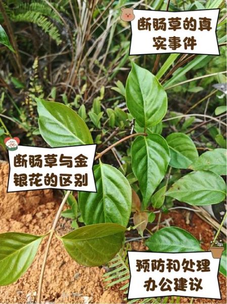 断肠草是什么_断肠草中毒怎么办-第2张图片-山城妙识 断肠草是什么_断肠草中毒怎么办-第2张图片-山城妙识