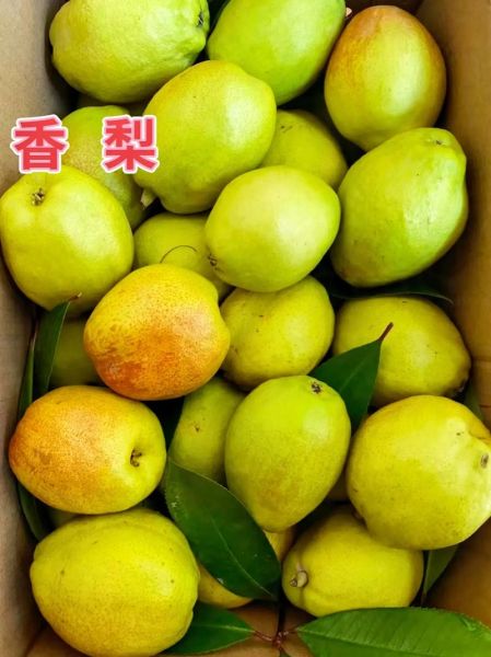 香梨热量是多少_香梨减肥能吃吗-第2张图片-山城妙识 香梨热量是多少_香梨减肥能吃吗-第2张图片-山城妙识