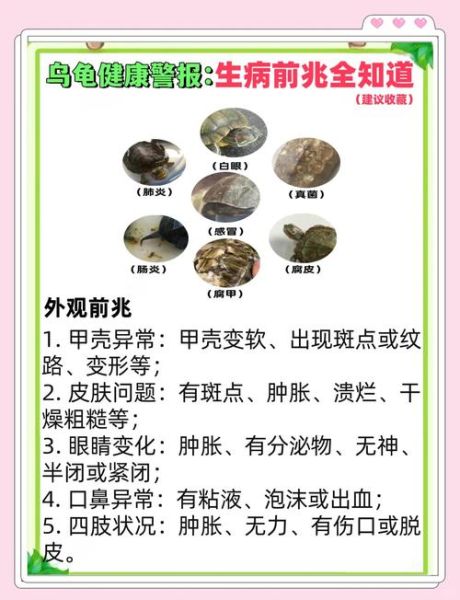 女人为什么不能吃乌龟_乌龟对女人有什么危害-第3张图片-山城妙识 女人为什么不能吃乌龟_乌龟对女人有什么危害-第3张图片-山城妙识