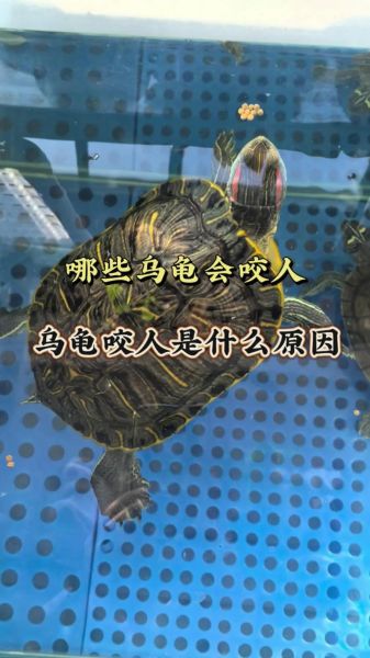 女人为什么不能吃乌龟_乌龟对女人有什么危害-第2张图片-山城妙识 女人为什么不能吃乌龟_乌龟对女人有什么危害-第2张图片-山城妙识