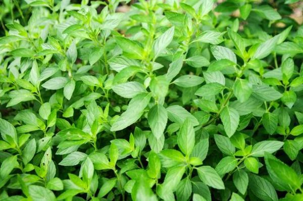 荆芥长什么样子_荆芥和薄荷怎么区分-第3张图片-山城妙识 荆芥长什么样子_荆芥和薄荷怎么区分-第3张图片-山城妙识