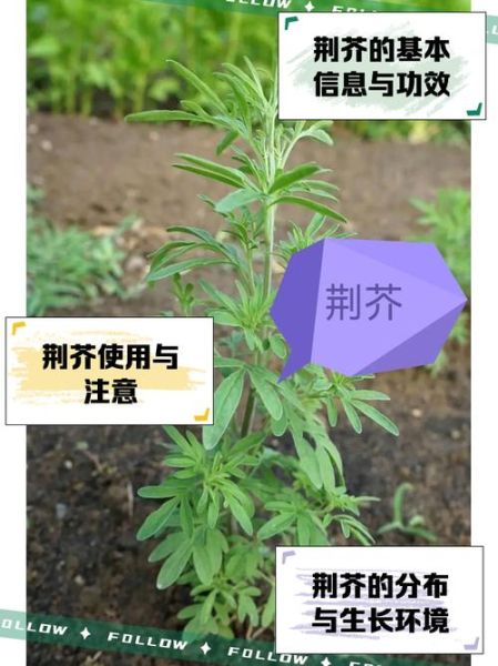 荆芥长什么样子_荆芥和薄荷怎么区分-第2张图片-山城妙识 荆芥长什么样子_荆芥和薄荷怎么区分-第2张图片-山城妙识