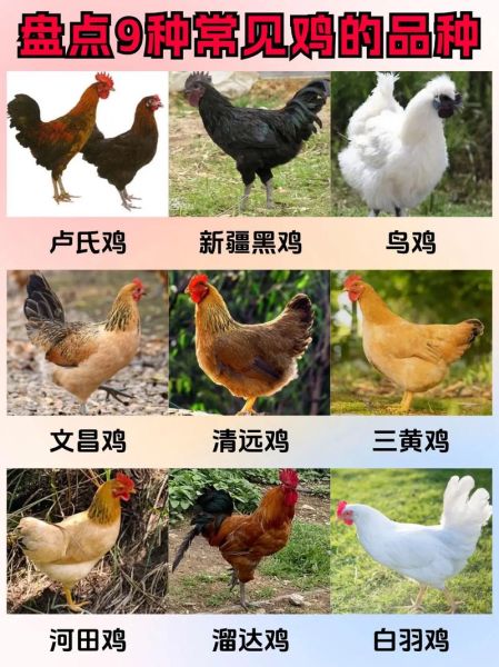 鸡品种大全_鸡图片大全高清图鉴-第3张图片-山城妙识 鸡品种大全_鸡图片大全高清图鉴-第3张图片-山城妙识