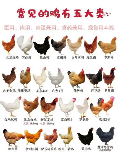 鸡品种大全_鸡图片大全高清图鉴-第1张图片-山城妙识 鸡品种大全_鸡图片大全高清图鉴-第1张图片-山城妙识