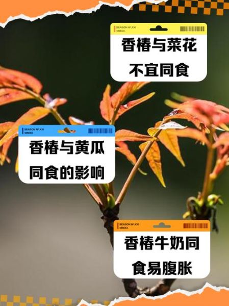 香椿不能和什么一起吃_香椿相克食物有哪些-第1张图片-山城妙识 香椿不能和什么一起吃_香椿相克食物有哪些-第1张图片-山城妙识