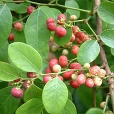 红鱼眼是什么_红鱼眼怎么治-第1张图片-山城妙识 红鱼眼是什么_红鱼眼怎么治-第1张图片-山城妙识