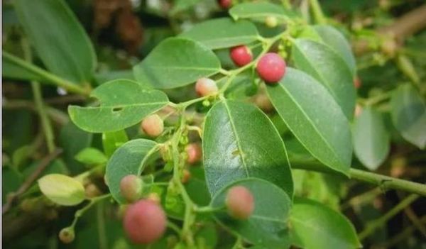 红鱼眼是什么_红鱼眼怎么治-第2张图片-山城妙识 红鱼眼是什么_红鱼眼怎么治-第2张图片-山城妙识