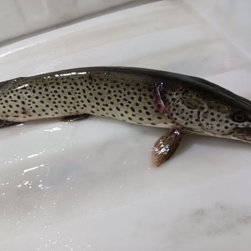 狗鱼图片_狗鱼长什么样-第3张图片-山城妙识 狗鱼图片_狗鱼长什么样-第3张图片-山城妙识