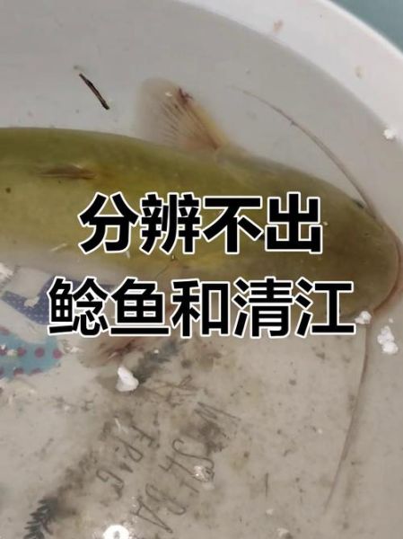 清江鱼和鲶鱼的区别图_清江鱼是鲶鱼吗-第1张图片-山城妙识 清江鱼和鲶鱼的区别图_清江鱼是鲶鱼吗-第1张图片-山城妙识