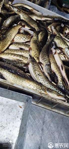 狗鱼图片_狗鱼长什么样-第2张图片-山城妙识 狗鱼图片_狗鱼长什么样-第2张图片-山城妙识