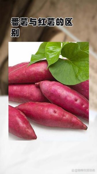 番薯是什么意思_番薯和红薯的区别-第3张图片-山城妙识 番薯是什么意思_番薯和红薯的区别-第3张图片-山城妙识