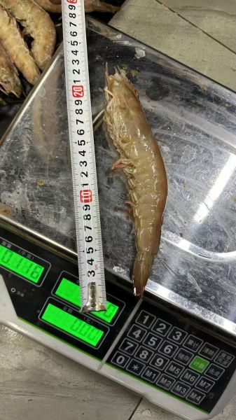 香蕉虾怎么做好吃_家常做法步骤-第3张图片-山城妙识 香蕉虾怎么做好吃_家常做法步骤-第3张图片-山城妙识