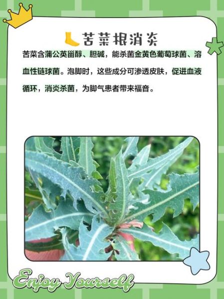 苦菜根的功效与作用_苦菜根怎么吃效果最好-第2张图片-山城妙识 苦菜根的功效与作用_苦菜根怎么吃效果最好-第2张图片-山城妙识