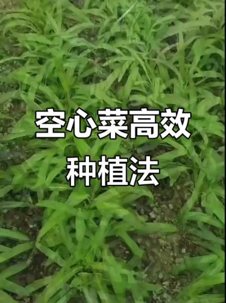 空心菜怎么种_空心菜种植技术与管理-第2张图片-山城妙识 空心菜怎么种_空心菜种植技术与管理-第2张图片-山城妙识
