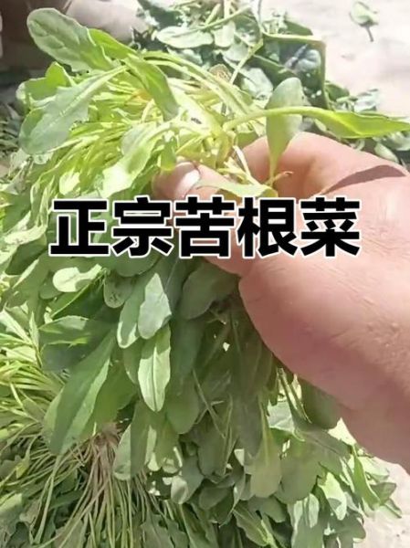 苦菜根的功效与作用_苦菜根怎么吃效果最好-第3张图片-山城妙识 苦菜根的功效与作用_苦菜根怎么吃效果最好-第3张图片-山城妙识