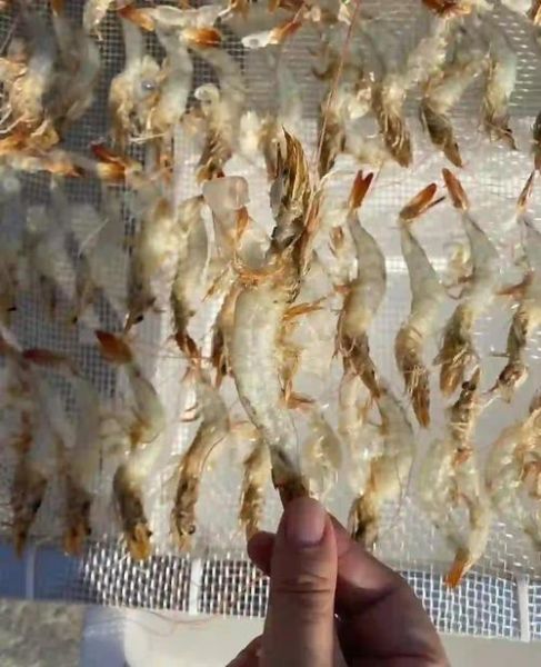 生晒虾干和熟晒虾干哪个好_区别在哪-第2张图片-山城妙识 生晒虾干和熟晒虾干哪个好_区别在哪-第2张图片-山城妙识