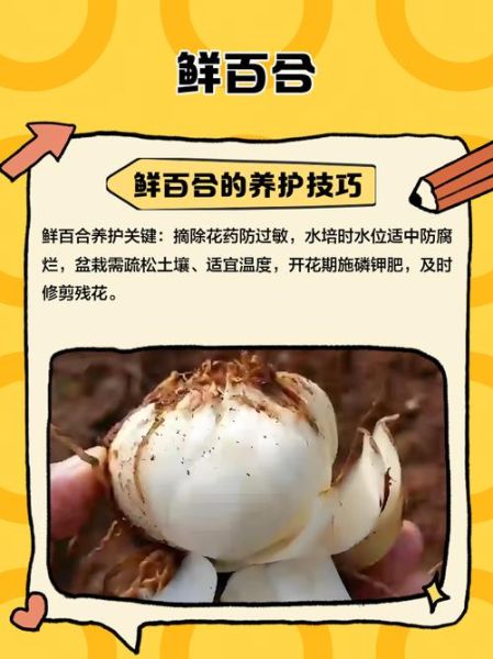 新鲜百合怎么保存_新鲜百合的功效与作用-第1张图片-山城妙识 新鲜百合怎么保存_新鲜百合的功效与作用-第1张图片-山城妙识