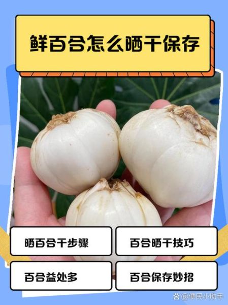 新鲜百合怎么保存_新鲜百合的功效与作用-第2张图片-山城妙识 新鲜百合怎么保存_新鲜百合的功效与作用-第2张图片-山城妙识