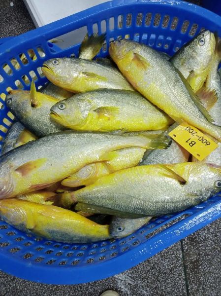 黄花鱼多少钱一斤2019_价格走势与影响因素-第1张图片-山城妙识 黄花鱼多少钱一斤2019_价格走势与影响因素-第1张图片-山城妙识