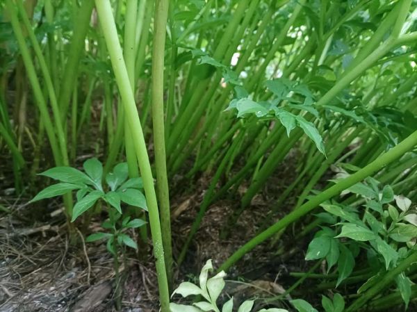 魔芋长什么样子_魔芋植物图片大全-第3张图片-山城妙识 魔芋长什么样子_魔芋植物图片大全-第3张图片-山城妙识