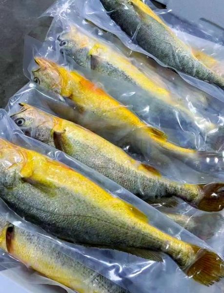 黄花鱼多少钱一斤2019_价格走势与影响因素-第2张图片-山城妙识 黄花鱼多少钱一斤2019_价格走势与影响因素-第2张图片-山城妙识