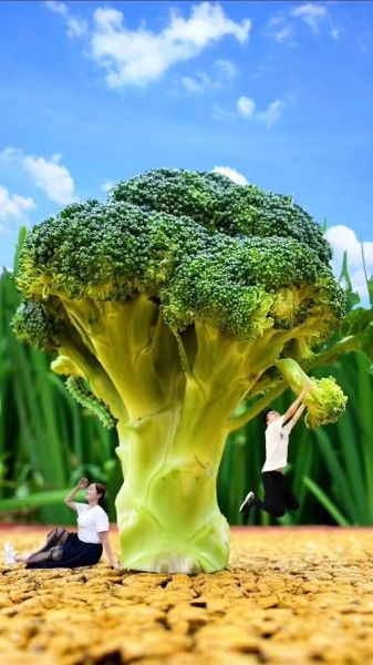 西兰花高清图片大全_西兰花怎么拍才好看-第2张图片-山城妙识