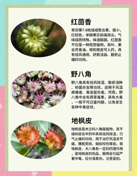 八角图片_八角真假辨别方法-第1张图片-山城妙识