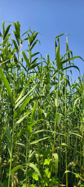 粽叶是芦苇叶吗_粽叶和芦苇叶区别-第1张图片-山城妙识