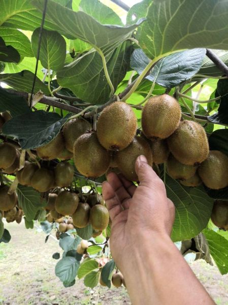 猕猴桃图片高清图_如何挑选成熟猕猴桃-第3张图片-山城妙识