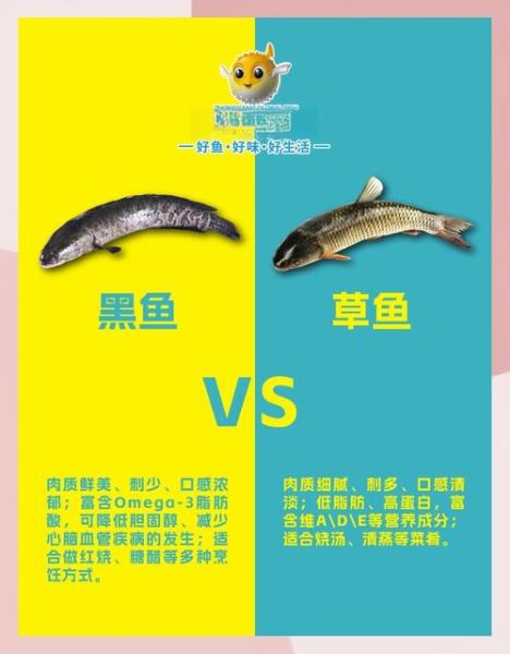 酸菜鱼用什么鱼最好吃_草鱼黑鱼鲈鱼对比-第1张图片-山城妙识 酸菜鱼用什么鱼最好吃_草鱼黑鱼鲈鱼对比-第1张图片-山城妙识